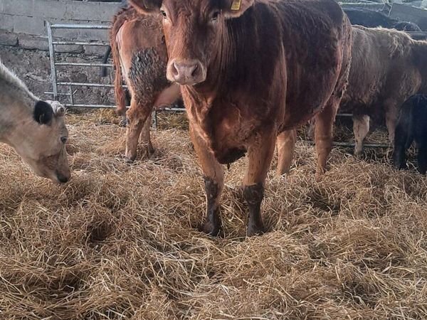 Calfed heifers for sale in Co. Galway for €100 on DoneDeal