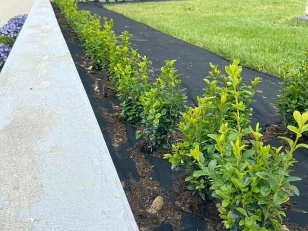 Box Hedging for sale in Co. Wicklow for €2 on DoneDeal