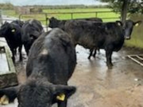 Livestock for sale in Co. Limerick for €2,400 on DoneDeal