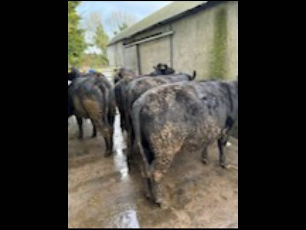 Livestock for sale in Co. Limerick for €2,400 on DoneDeal