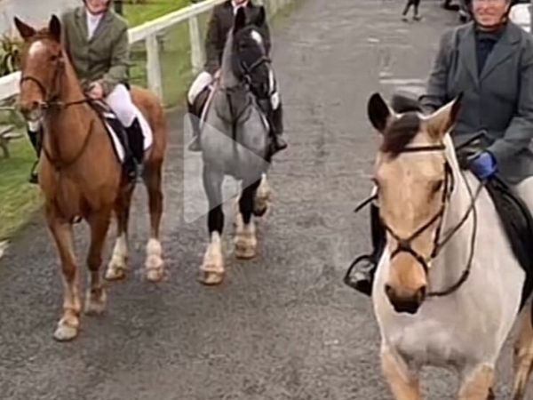 15.2hh Cob for sale in Co. Kildare for €12,000 on DoneDeal