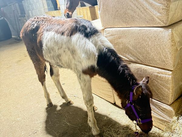 Pony for sale in Co. Down for £1,234 on DoneDeal