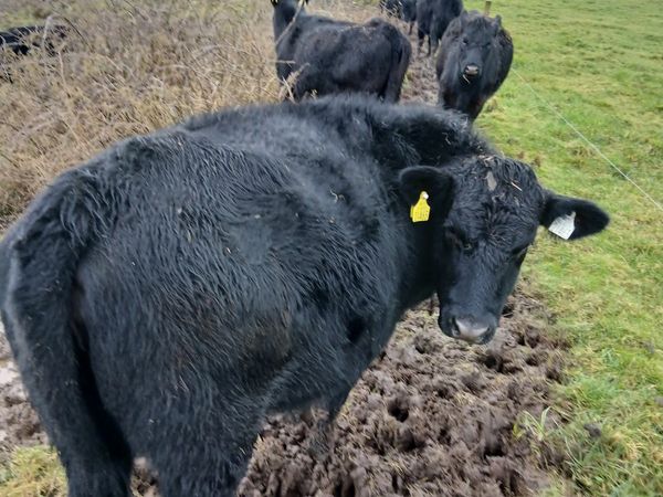 Black Aberdeen Angus Heifers for sale in Co. Mayo for €0 on DoneDeal