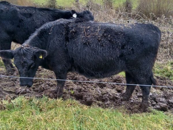 Black Aberdeen Angus Heifers for sale in Co. Mayo for €0 on DoneDeal