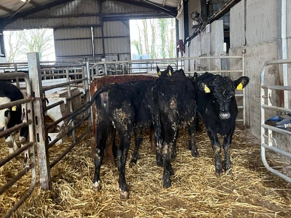 5 super Angus yearling heifers for sale in Co. Westmeath for €1,000 on ...