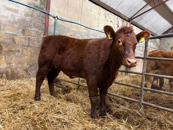 Pedigree shorthorn heifer for sale in Co. Fermanagh for £2,400 on DoneDeal