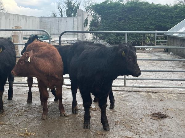 4 super limosin suckler bred bulls for sale in Westmeath for €1,280 on ...