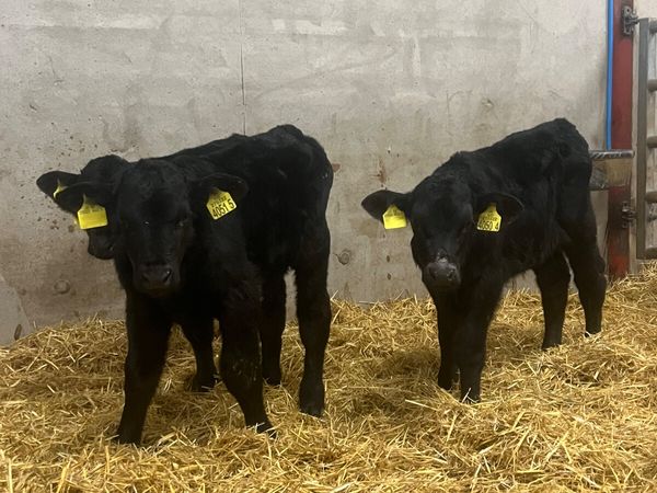 3 Angus Bull Calves for sale in Co. Down for £0 on DoneDeal
