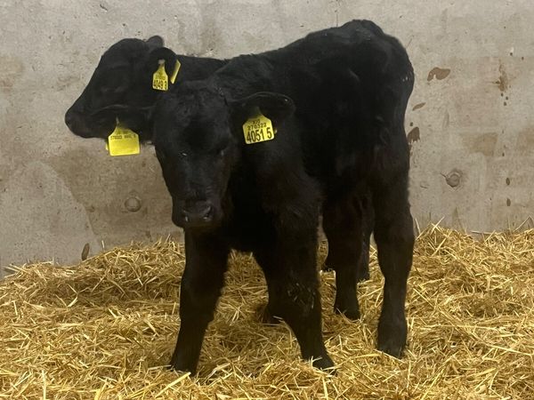 3 Angus Bull Calves for sale in Co. Down for £0 on DoneDeal