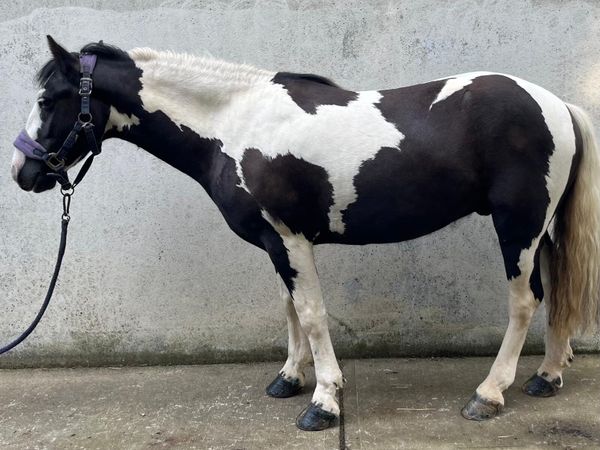 PC/SJ/Allrounder Pony for sale in Galway for €4,500 on DoneDeal