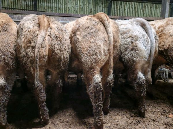 20 U Grade Bullock's 400/450 kgs. for sale in Co. Mayo for €123 on DoneDeal