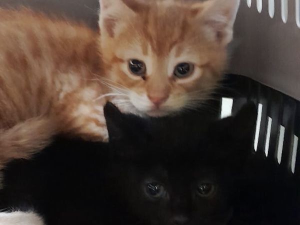 Snow kittens for sale in Co. Dublin for €95 on DoneDeal