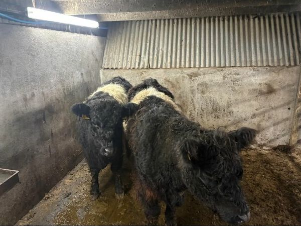 Galloway cows PBNR for sale in Co. Tyrone for £0 on DoneDeal