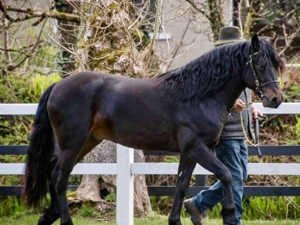Perfomance Bred Connemara Pony Stallion for sale in Mayo for €300 on ...