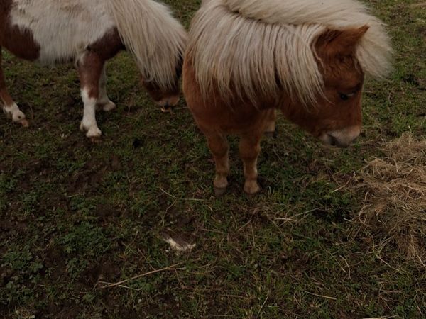 Miniature Pony for sale in Clare for €300 on DoneDeal