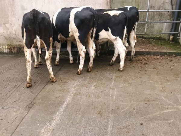 Farm animals for sale in Cavan for €1,500 on DoneDeal