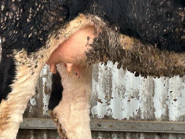 Hex Foster cow wanted in Galway for €2,500 on DoneDeal