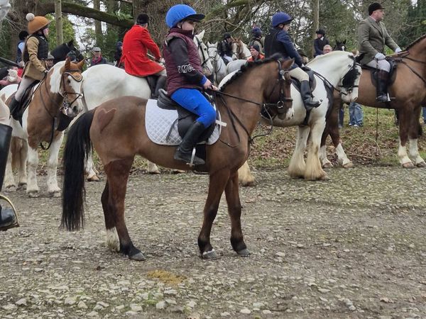 12.2 Pony for sale in Louth for €7,500 on DoneDeal