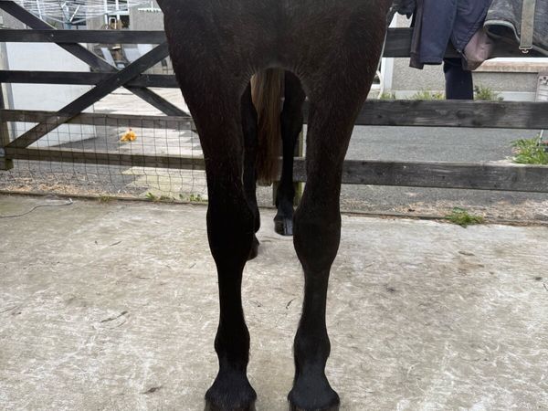 3 year old Irish Draught Filly for sale in Down for £3,000 on DoneDeal