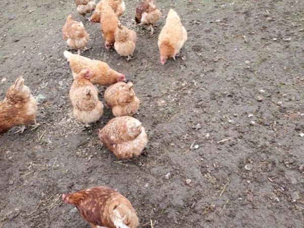 Brown laying hens for sale in Down for £5 on DoneDeal