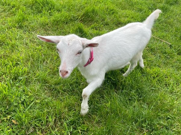 Male and female goat for sale in Meath for €150 on DoneDeal