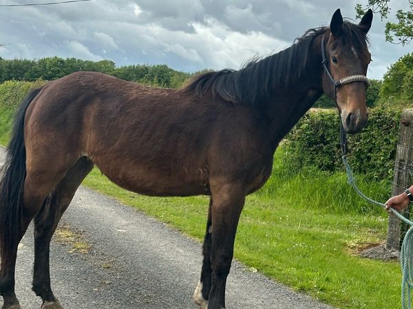 2 year old Irish Draught Fillies for sale in Galway for €2,600 on DoneDeal
