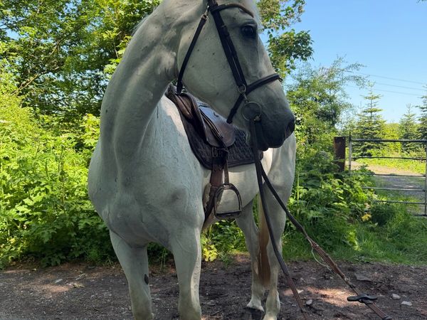 Super Draught mare for sale in Cork for €4,250 on DoneDeal