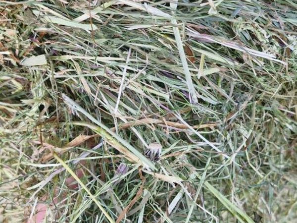Hay for sale in Offaly for €35 on DoneDeal