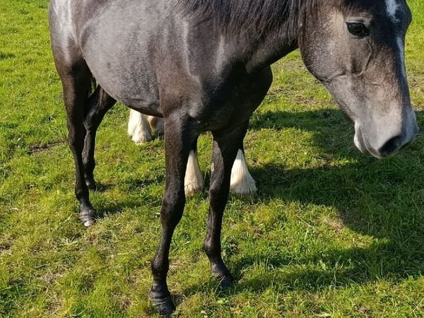 Connemara x for sale in Roscommon for €1,800 on DoneDeal