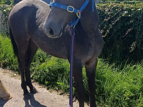 Connemara x for sale in Roscommon for €1,800 on DoneDeal