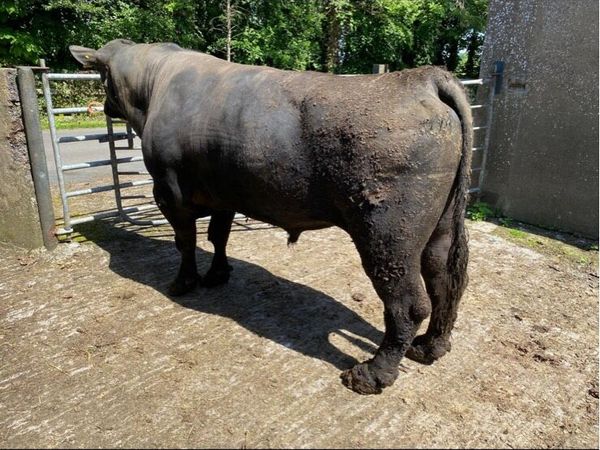 Pedigree AA Bull for sale in Fermanagh for £2,750 on DoneDeal