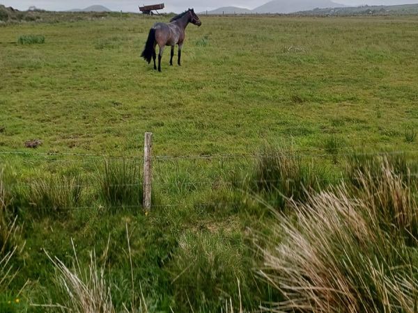 Connemara Filly fully Registered for sale in Mayo for €1 on DoneDeal