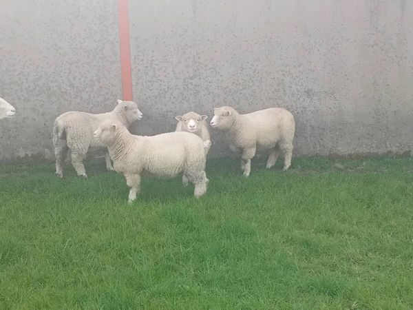 PBNR Dorset ewe lambs for sale in Antrim for £12,345 on DoneDeal