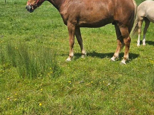 Irish draught gelding for sale in Westmeath for €4,750 on DoneDeal