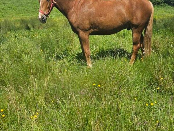 Irish draught gelding for sale in Westmeath for €4,750 on DoneDeal
