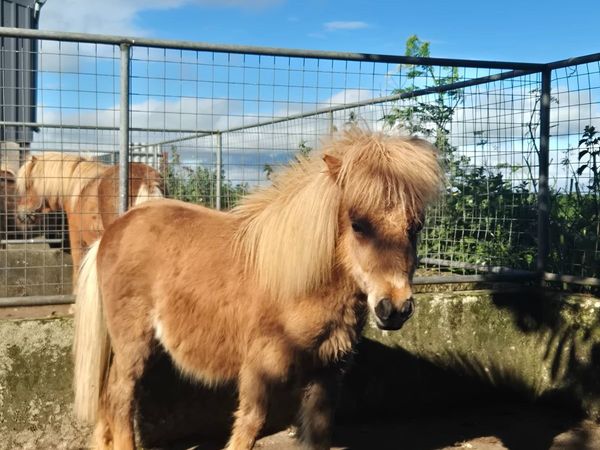 Miniature Pony for sale in Tipperary for €250 on DoneDeal