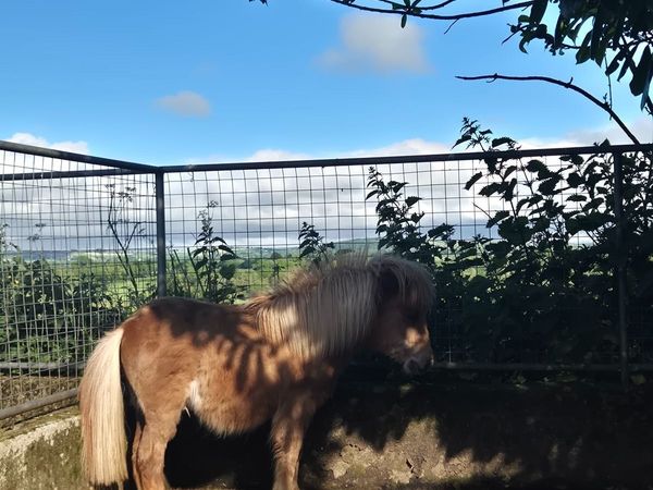 Miniature Pony for sale in Tipperary for €250 on DoneDeal