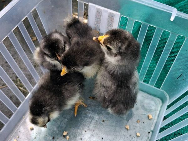 Bantam Chicks for sale in Mayo for €5 on DoneDeal