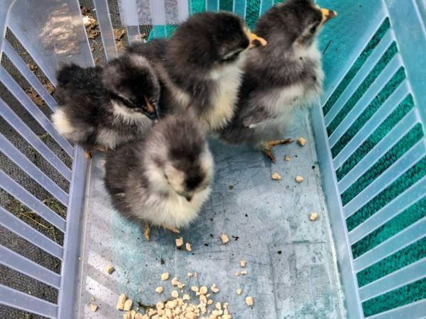 Bantam Chicks for sale in Mayo for €5 on DoneDeal