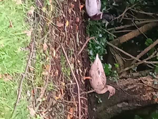 Call duck pair ,laying hens and bantams for sale in Kerry for €15 on ...