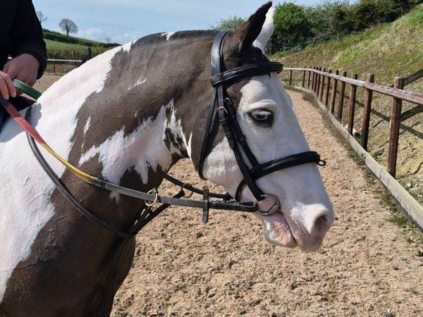 Perfect child's pony for sale in Louth for €4,500 on DoneDeal