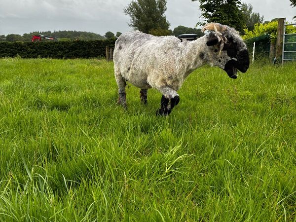 Valvais ewe and lamb for sale in Limerick for €400 on DoneDeal