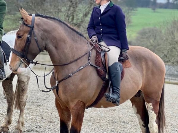 Stallion Available For Stud for sale in Donegal for €300 on DoneDeal