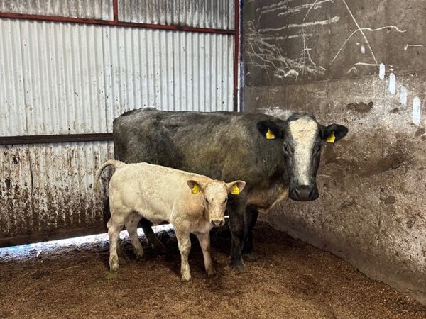 Blue cow and Charolais bull calve for sale in Derry for £2,950 on DoneDeal