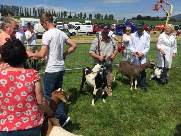 Goat Classes at Clonmel Show now Open for entry for sale in Tipperary ...