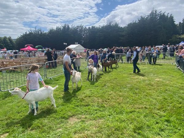 Goat Classes at Clonmel Show now Open for entry for sale in Tipperary ...
