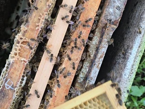 Nuc bees for sale in Sligo for €120 on DoneDeal