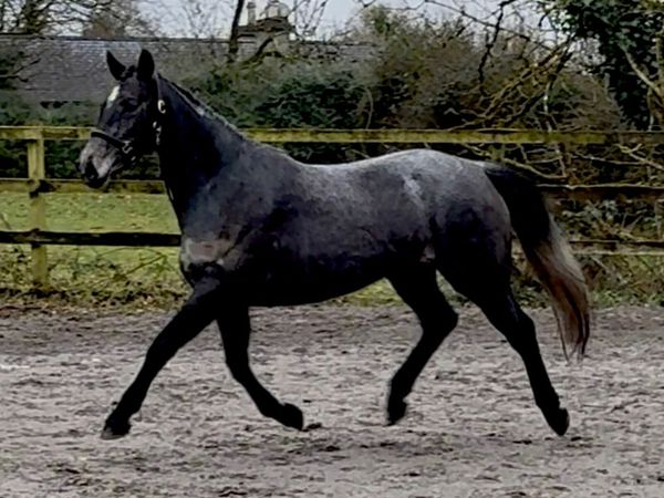 Connemara pony cross by Bettyspark Shadow xTB for sale in Westmeath for ...