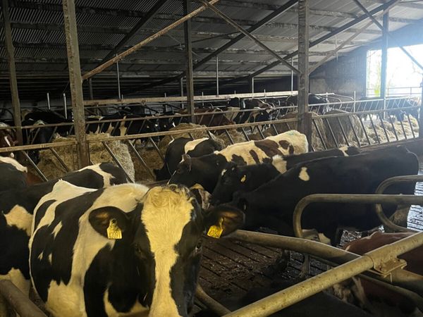 Incalf + Calved Heifers & Young Cows for sale for sale in Limerick for ...