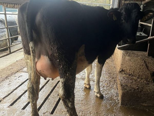 Incalf + Calved Heifers & Young Cows for sale for sale in Limerick for ...
